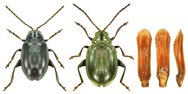 Altica - Parassiti delle Piante