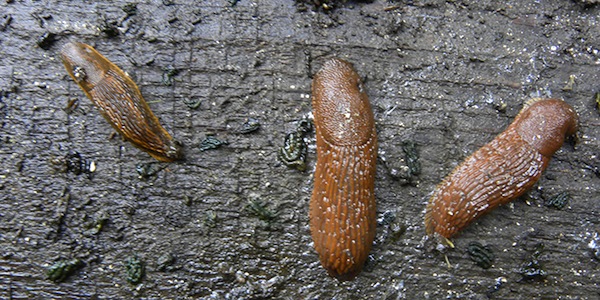 Limacce Lumache - Parassiti delle Piante